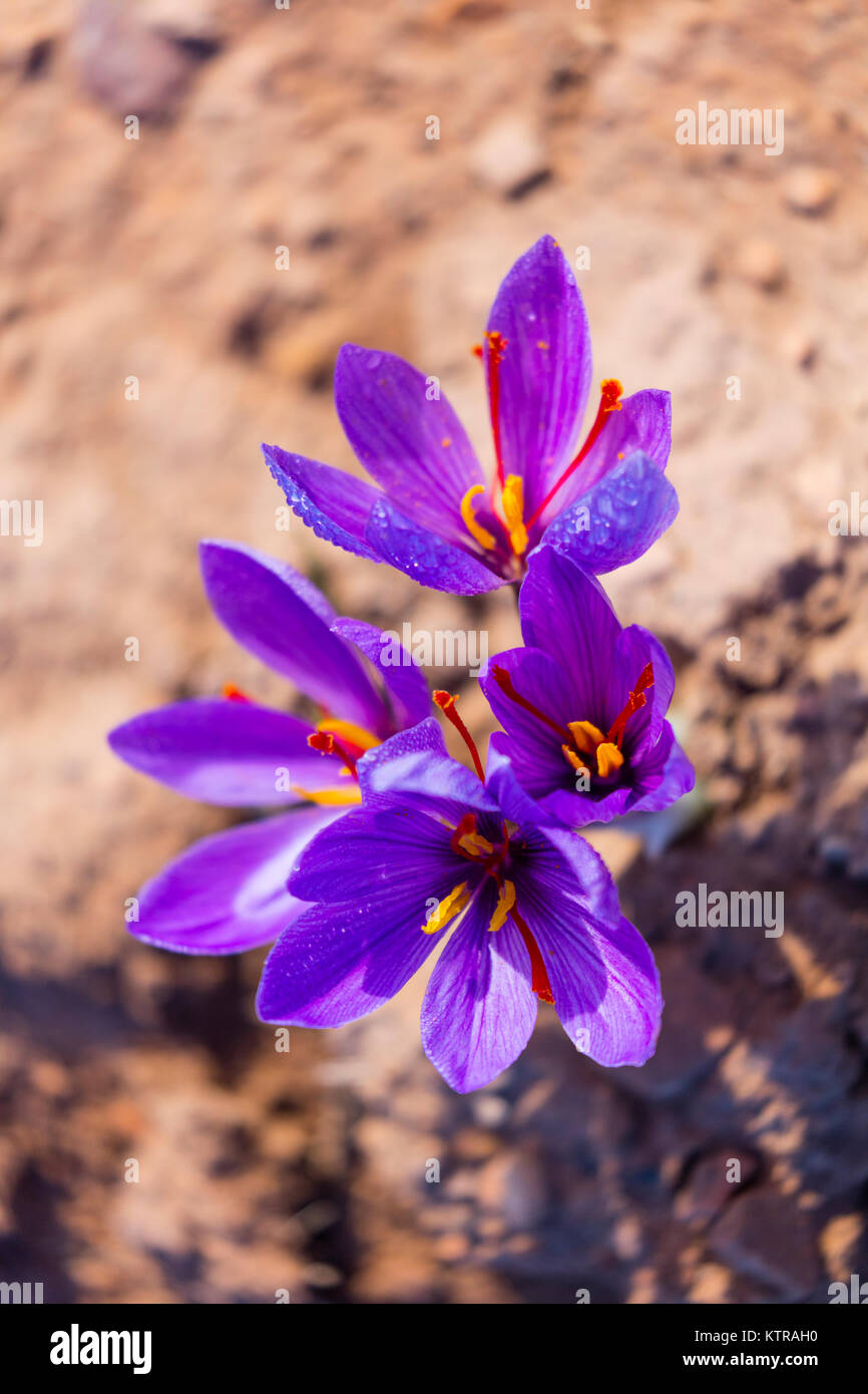 Cultivo de azafrán, Valle del Set, Cervia de les Garrigues, Les ...