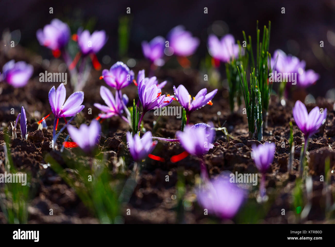Cultivo de azafrán, Valle del Set, Cervia de les Garrigues, Les ...