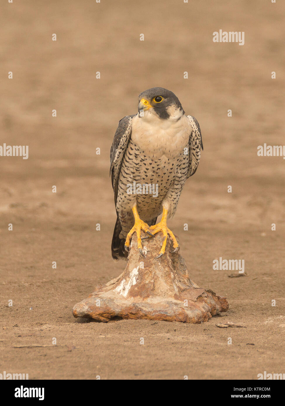 peregrine falcon (Falco peregrinus) at Little rann of kutch, Gujarat ...