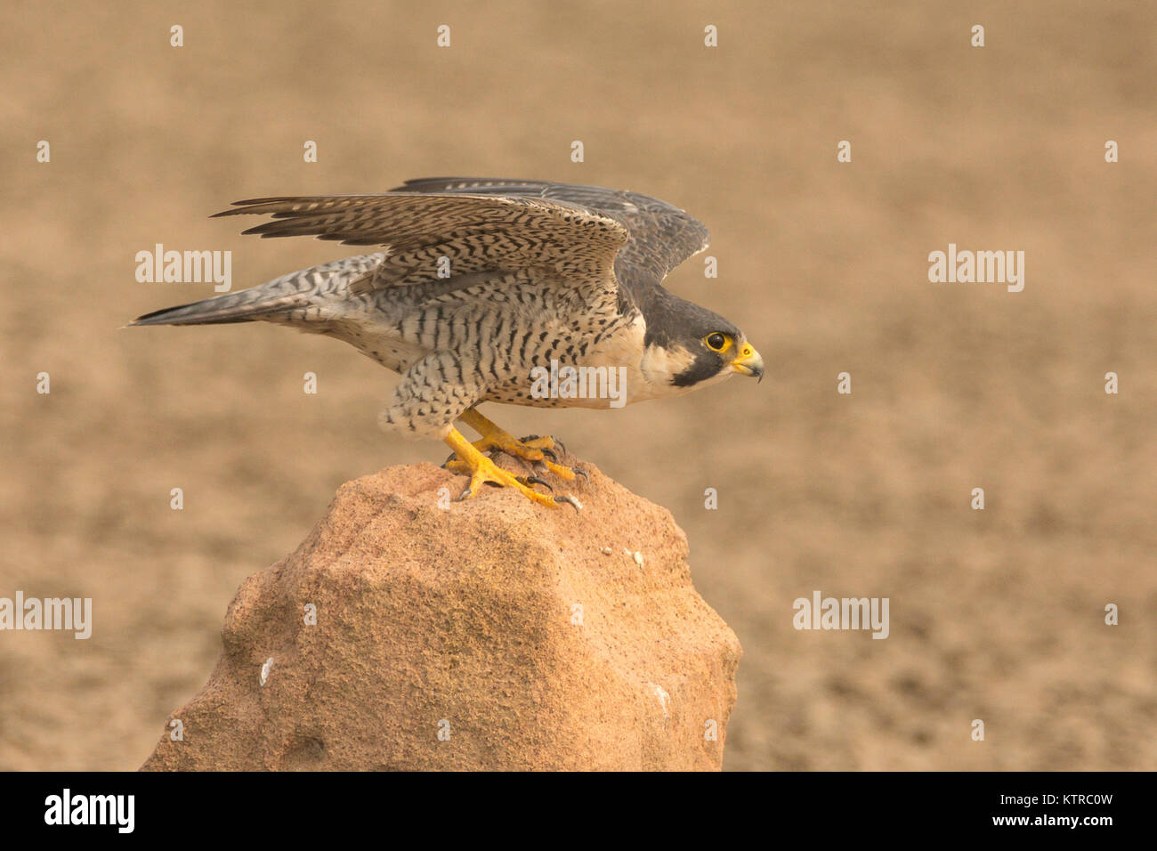 peregrine falcon (Falco peregrinus) at Little rann of kutch, Gujarat ...