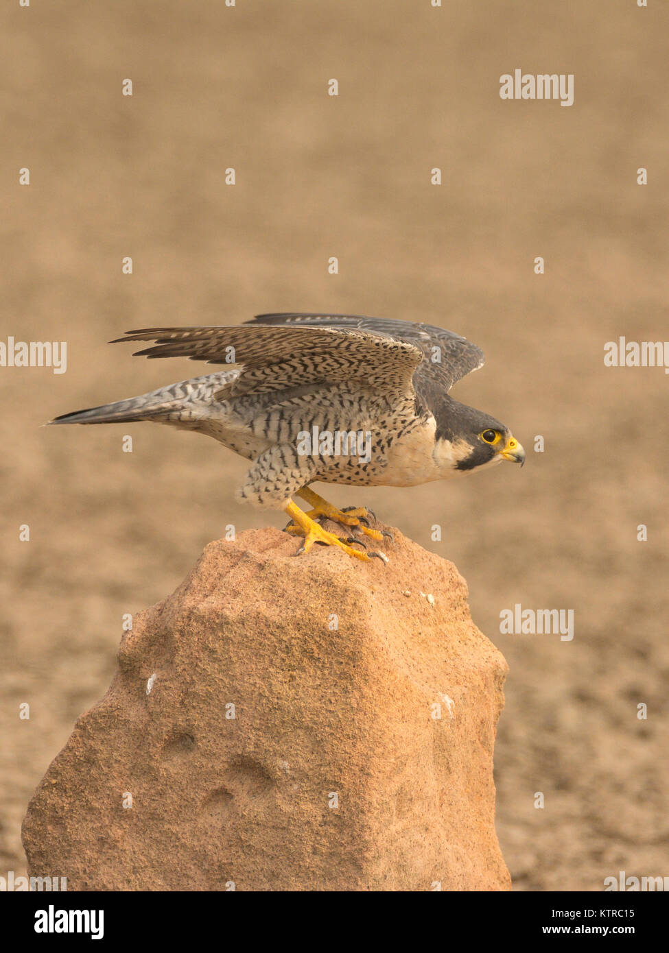 Indian peregrine falcon hi-res stock photography and images - Alamy