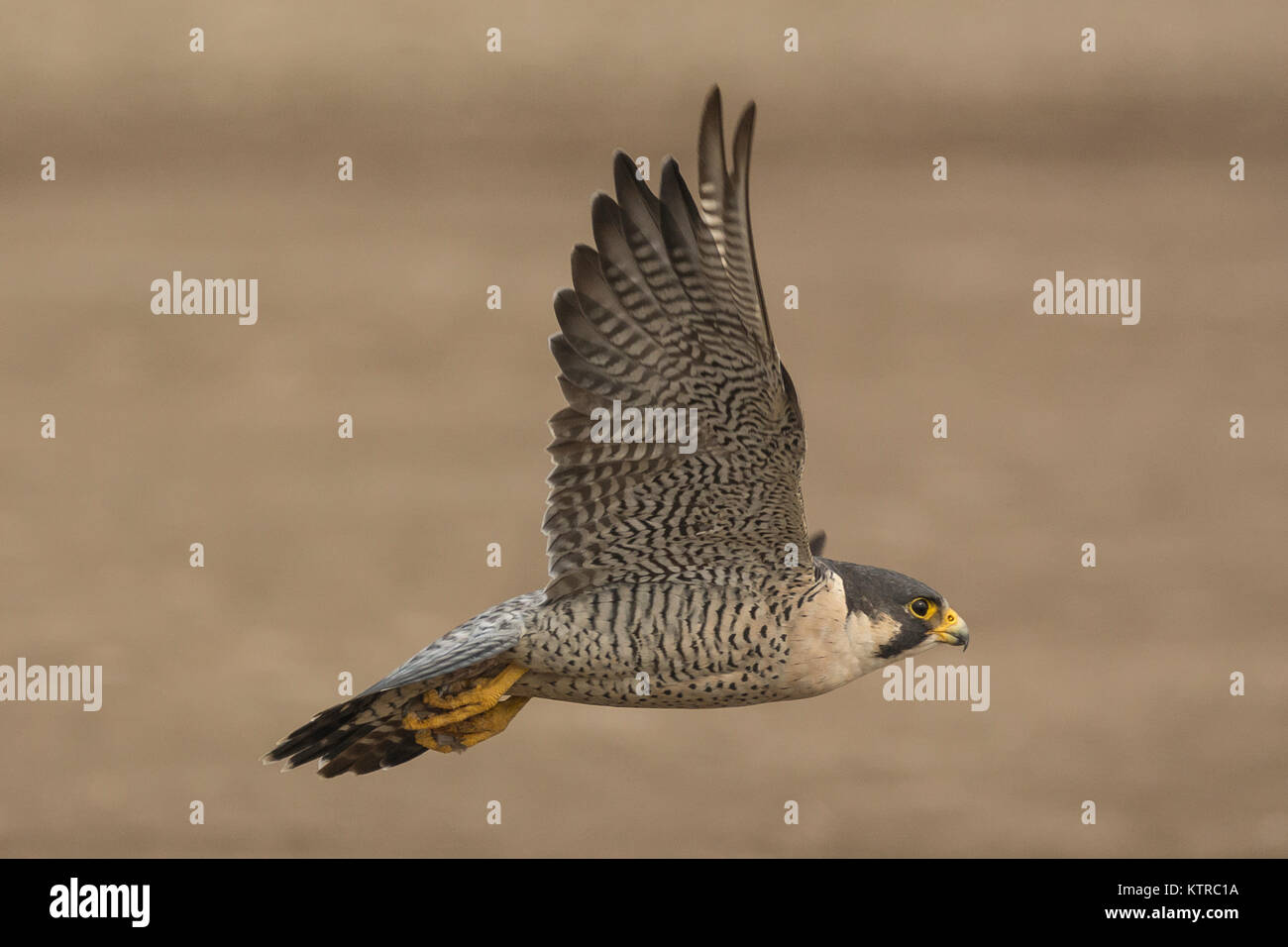 peregrine falcon (Falco peregrinus) at Little rann of kutch, Gujarat ...