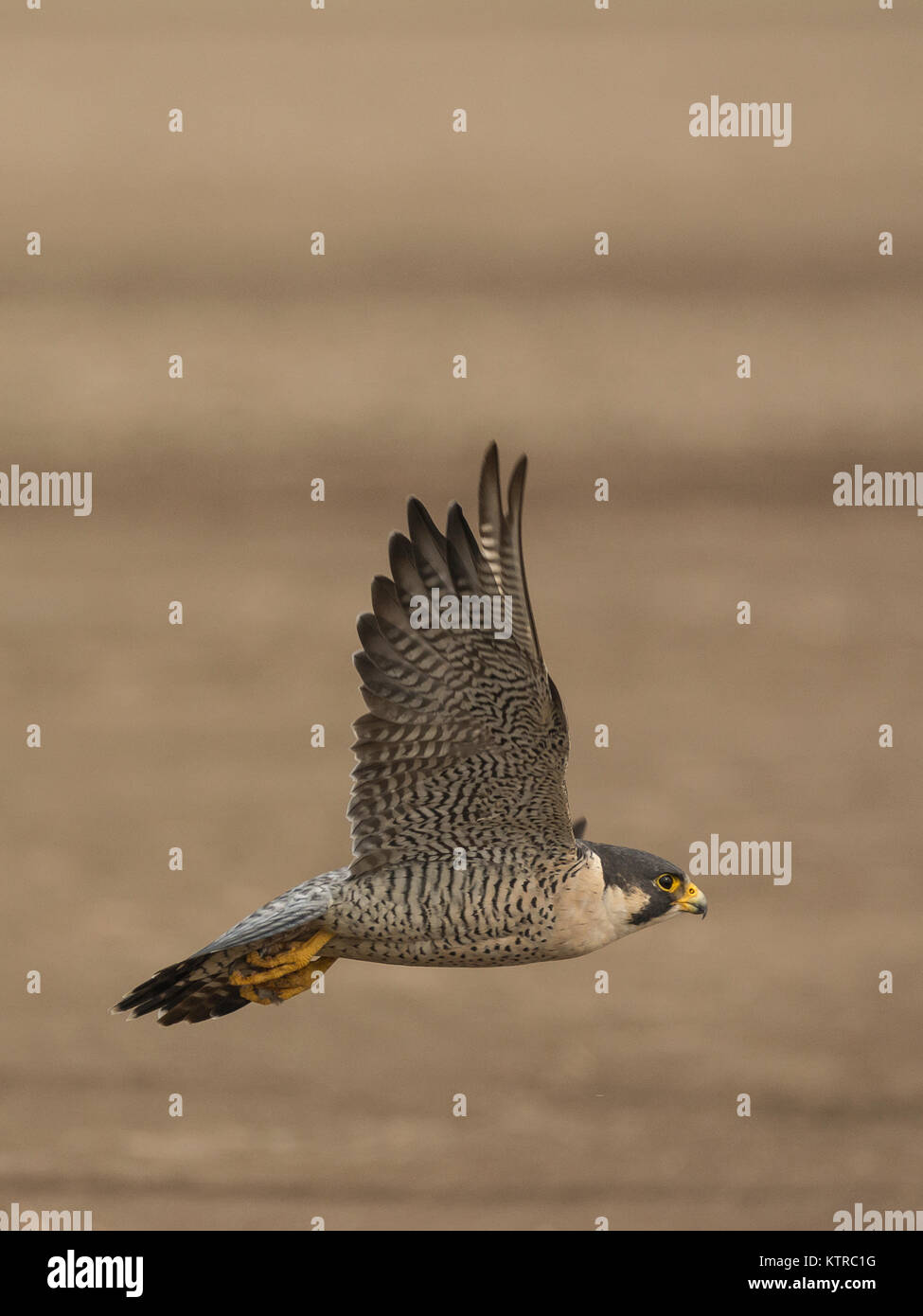 peregrine falcon (Falco peregrinus) at Little rann of kutch, Gujarat ...