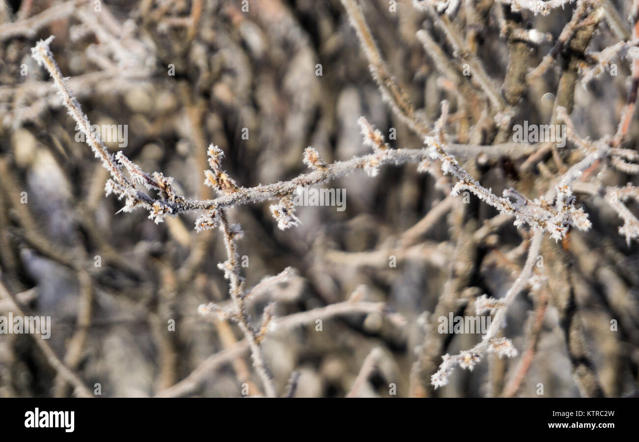 Frozen twigs hi-res stock photography and images - Alamy