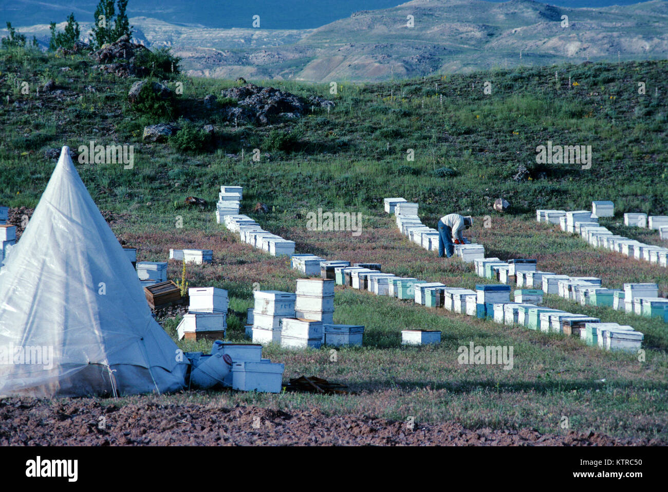 Bee-Keeper and Bee Hives near Urgup Cappadocia Turkey Stock Photo - Alamy
