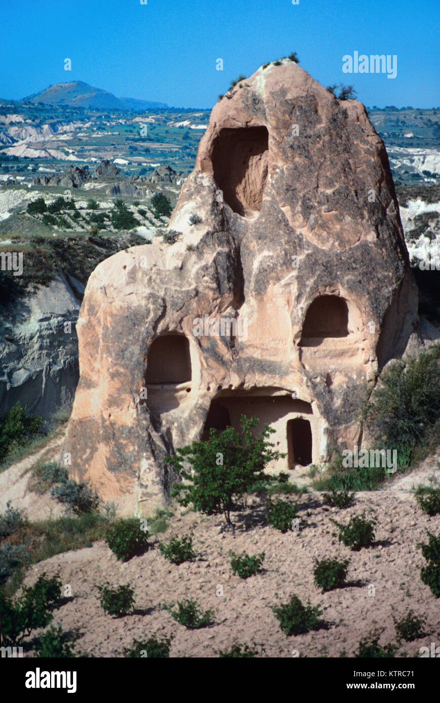 Carved vines hi-res stock photography and images - Alamy