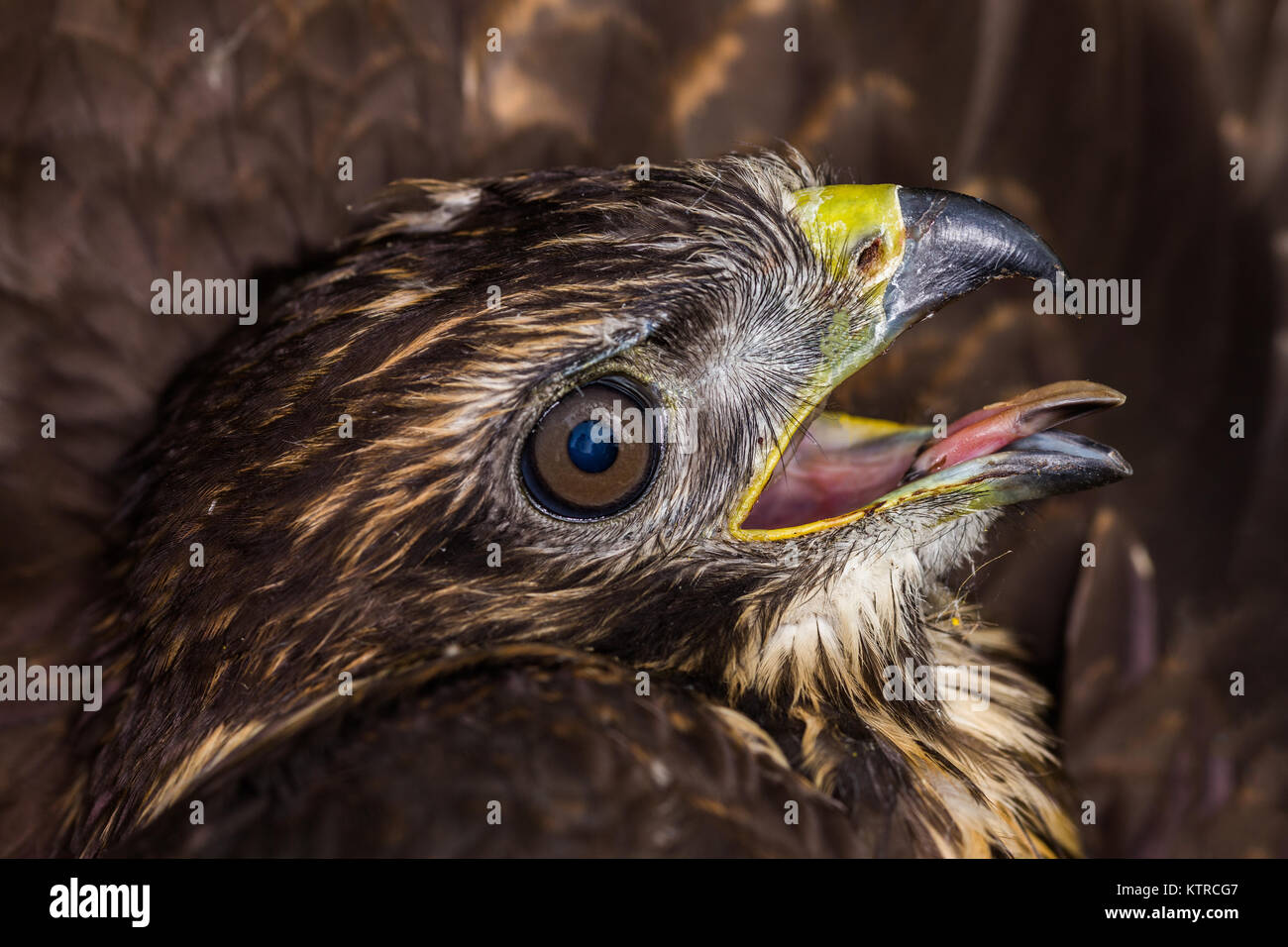 The common buzzard is a bird of prey Stock Photo - Alamy