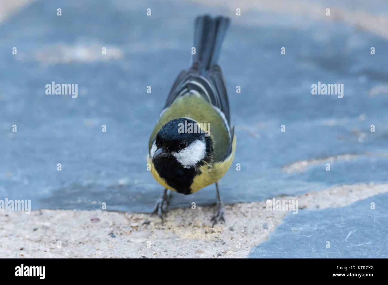The great tit is a passerine bird in the tit family Paridae. Parus ...