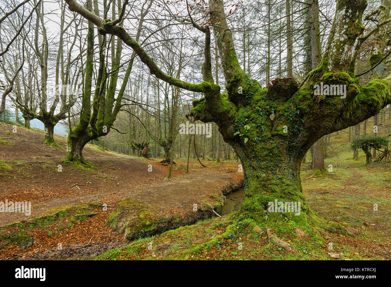 Gorbea National Park High Resolution Stock Photography and Images - Alamy