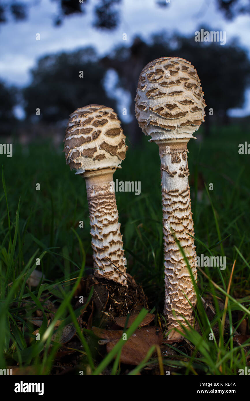 Seta hongo mushroom hi-res stock photography and images - Alamy