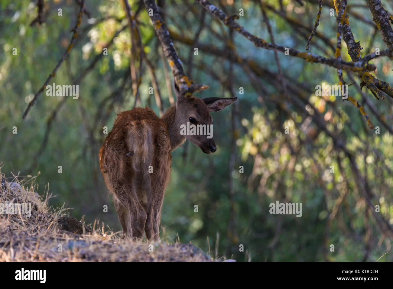 Small doe hi-res stock photography and images - Alamy