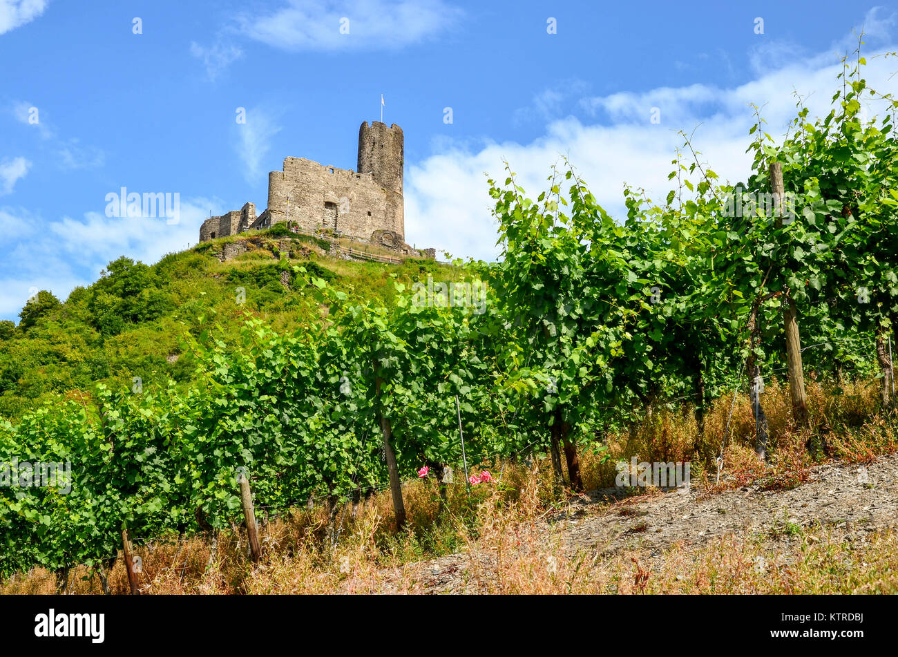 Moselle Valley Germany: View to vineyards and ruins of Landshut castle ...