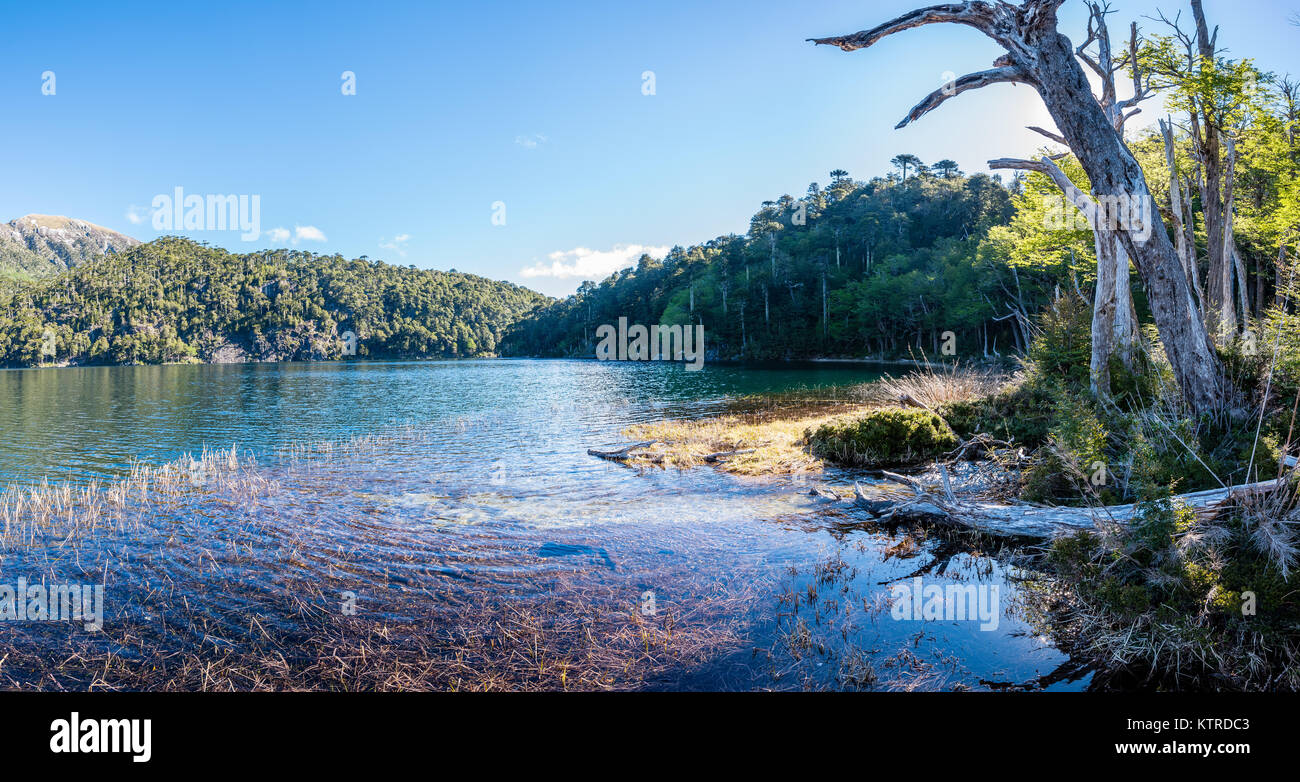 Lago Toro in the Huerquehue National Park in the foothills of the Andes ...