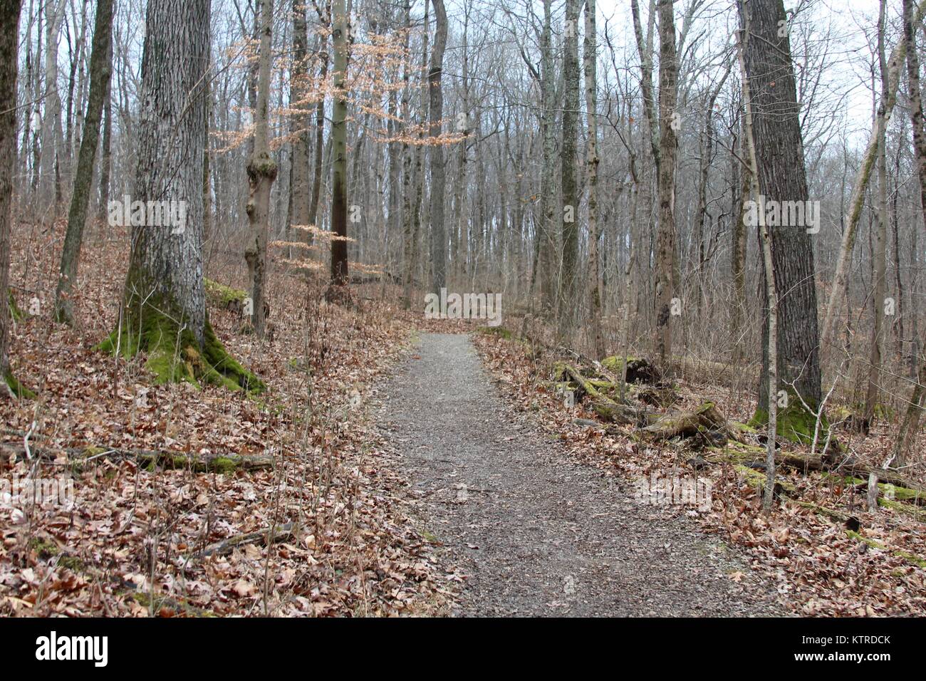 A cloudy gloomy overcast day in December at the park Stock Photo - Alamy
