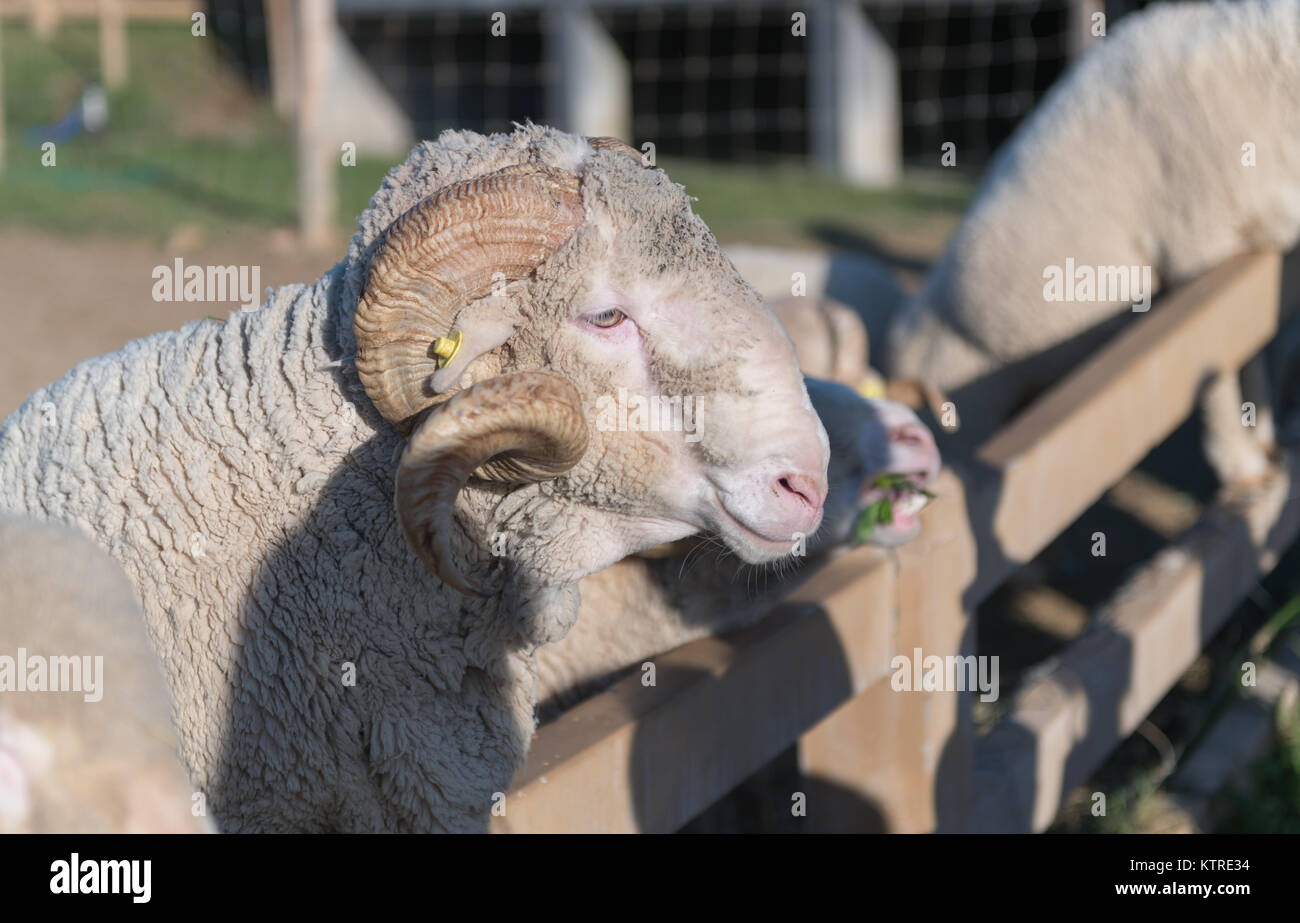 The big ram australia hi-res stock photography and images - Alamy