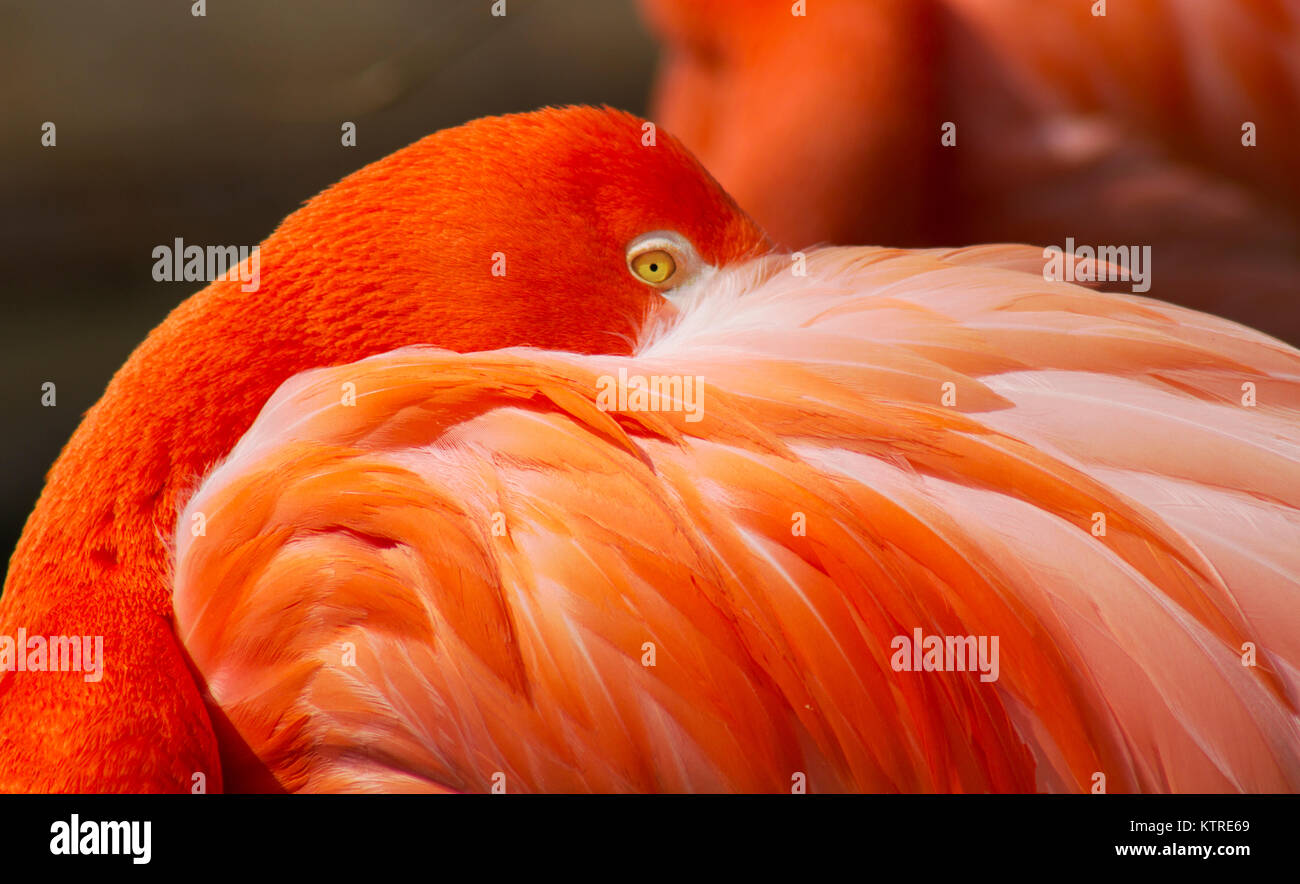 Flamingo hiding face hi-res stock photography and images - Alamy