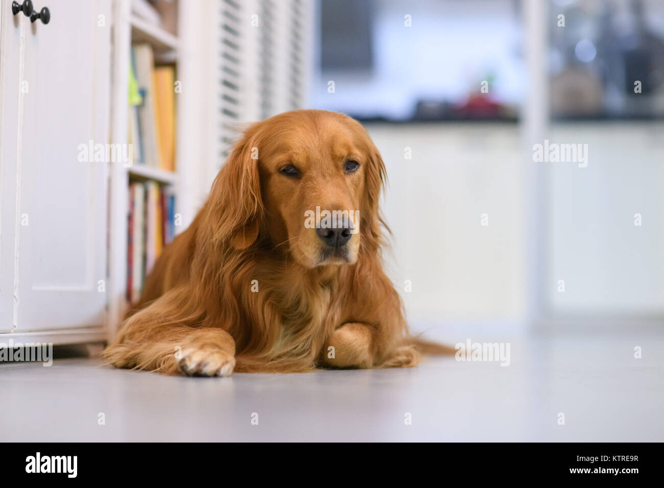 Golden Retriever to lie on the ground Stock Photo - Alamy