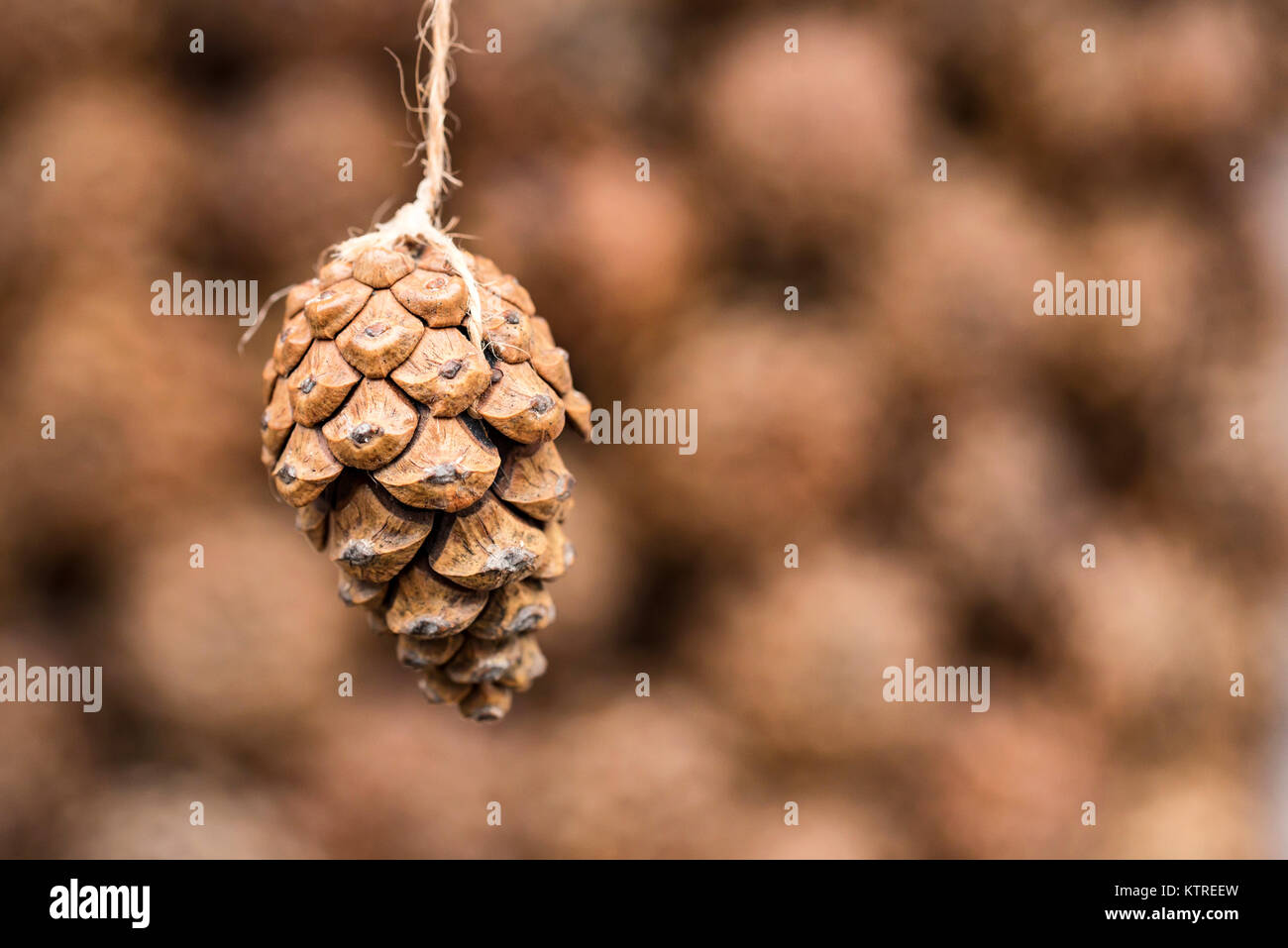 Needle and thread tree hi-res stock photography and images - Alamy