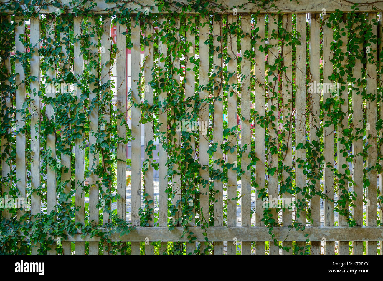 Climber on Old White Wood Fence Stock Photo - Alamy