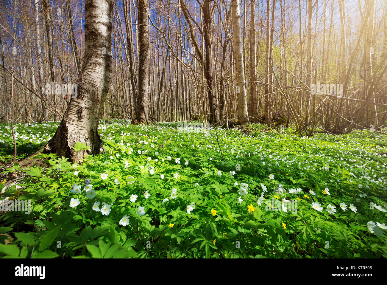Wood with spring flowers Stock Photo - Alamy