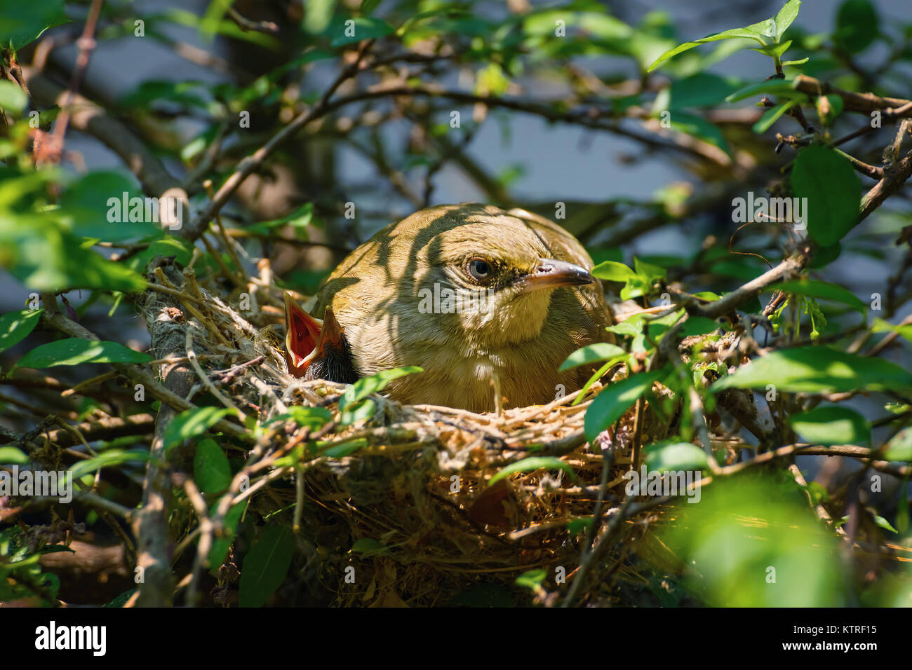 Mama Bird with its Baby on a Tree in a Nest Stock Photo - Alamy