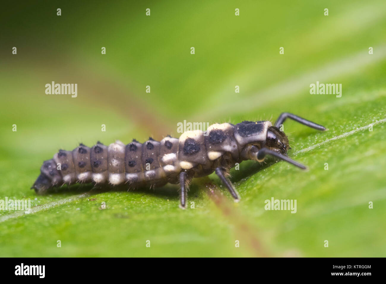 14 spot ladybird hi-res stock photography and images - Alamy