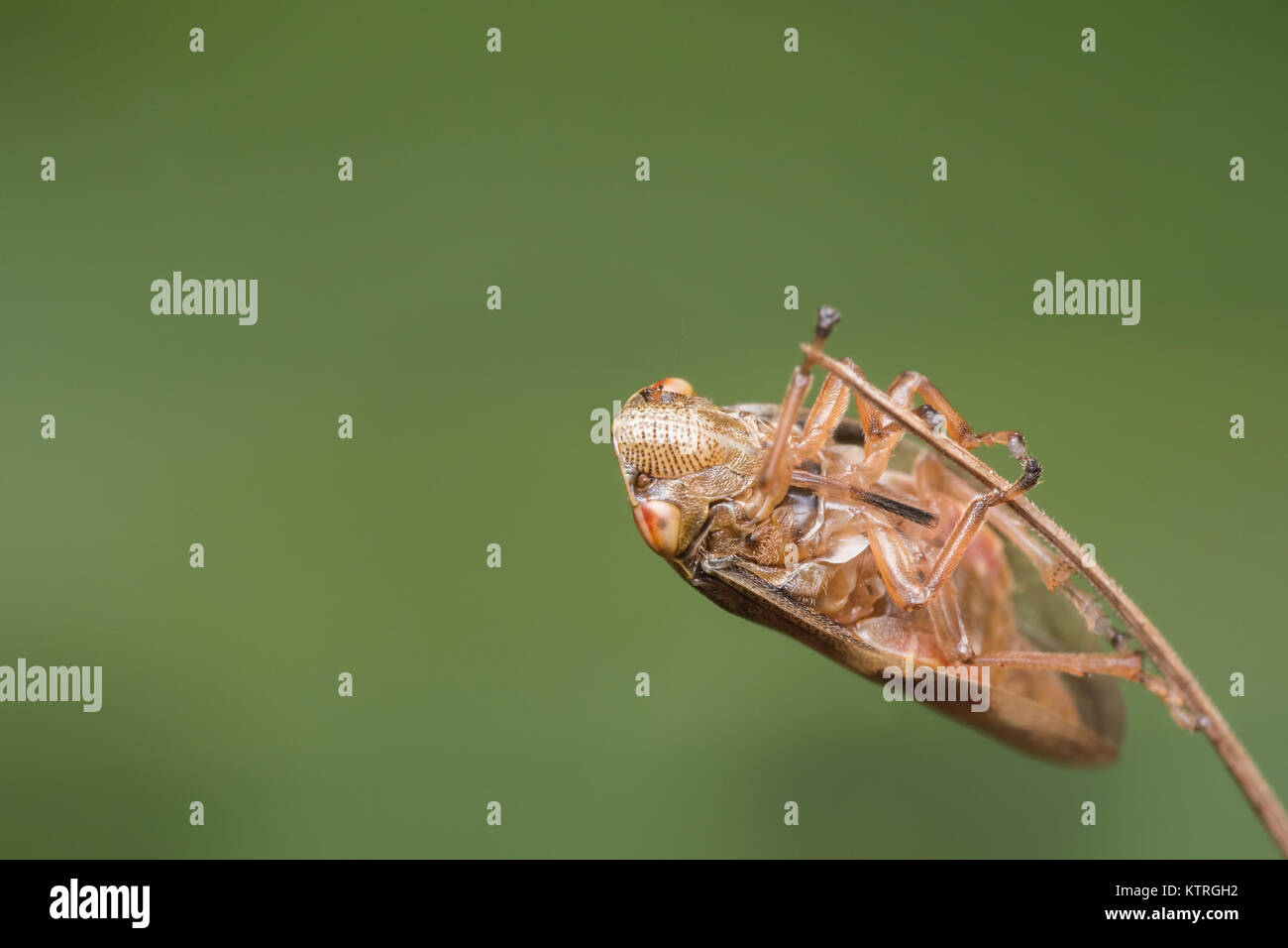 Frog hopper hi-res stock photography and images - Alamy