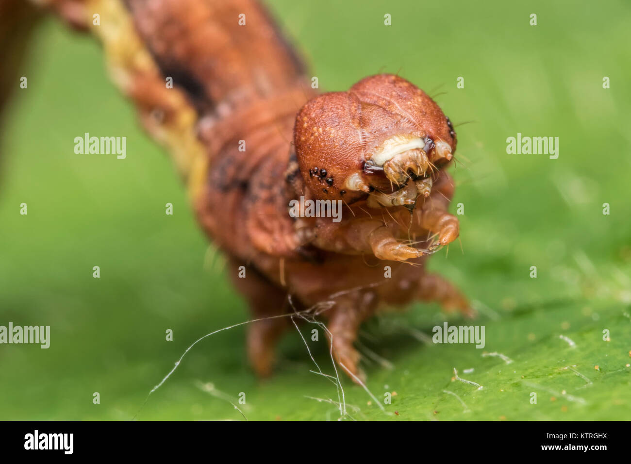 Mottled Umber moth caterpillar (Erannis defoliaria) on leaf. A close up ...