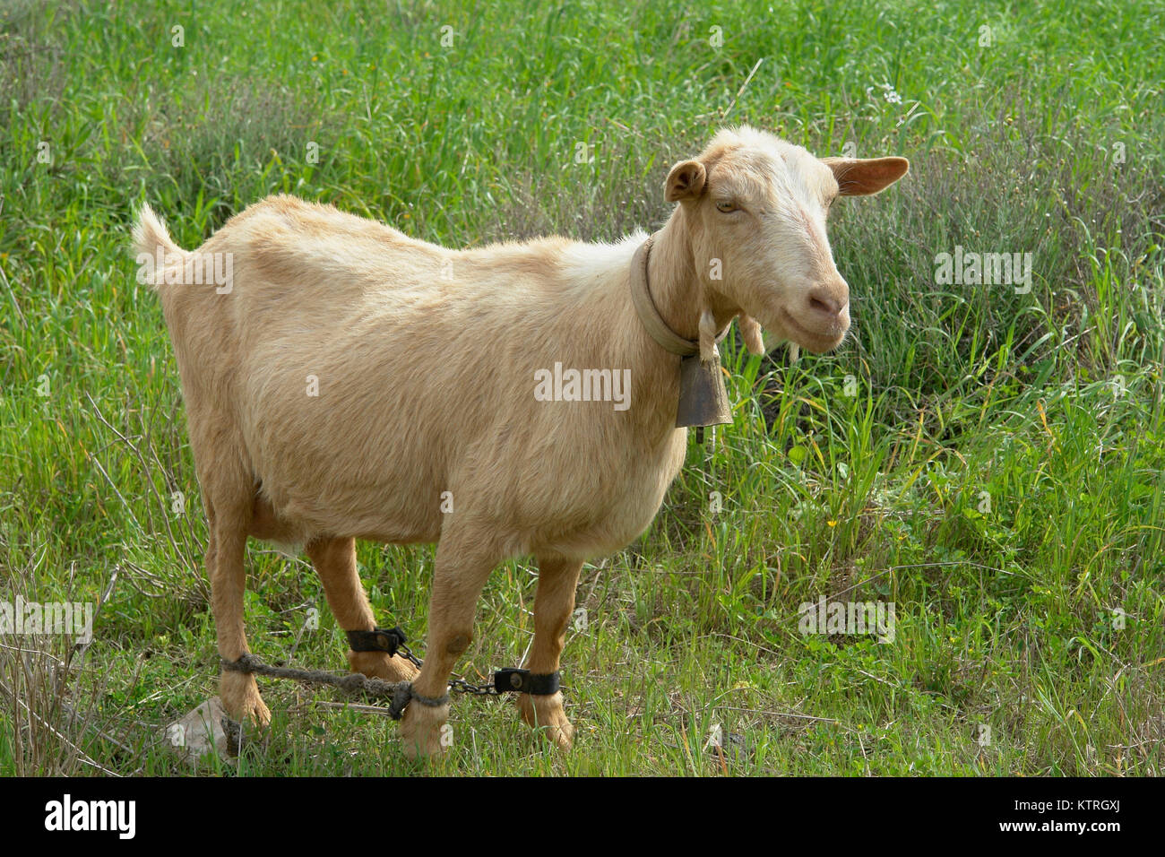 Goat legs hi-res stock photography and images - Alamy