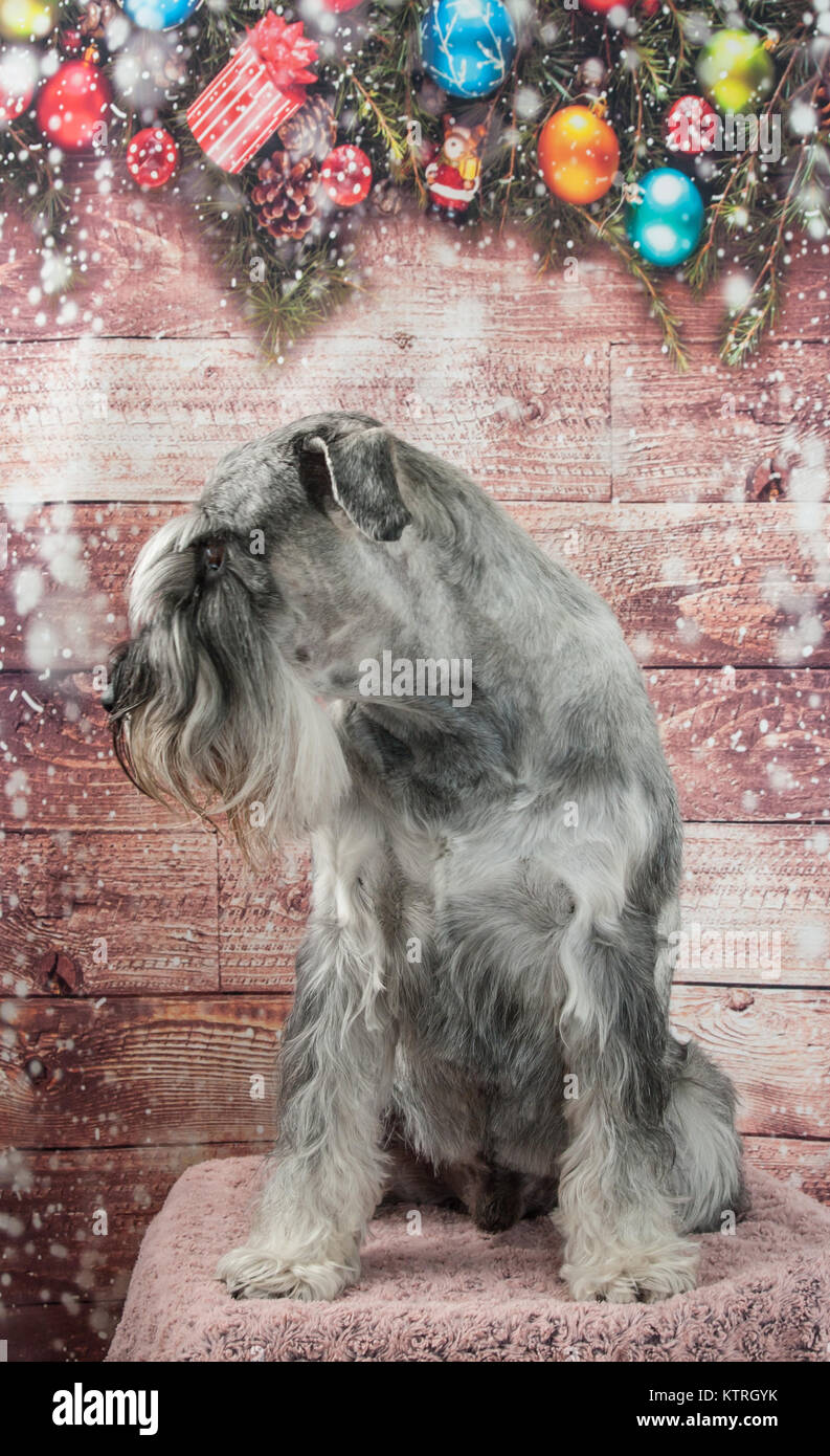 Beautiful christmas photography hi-res stock photography and images - Alamy