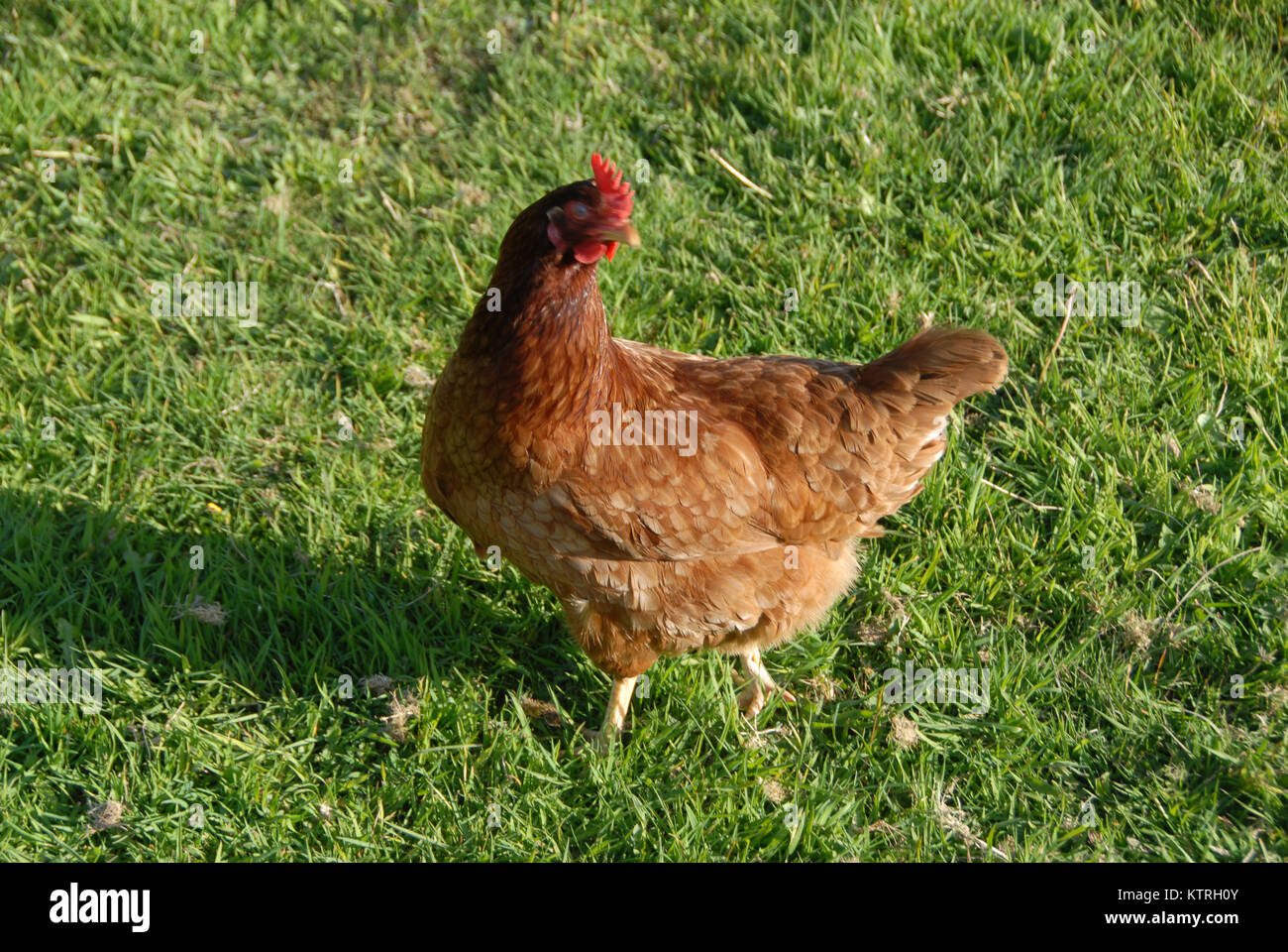 hen and chickens Stock Photo - Alamy