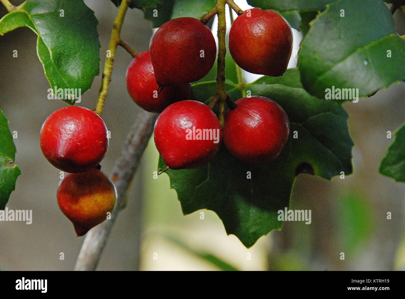 Hazel fruit hi-res stock photography and images - Alamy