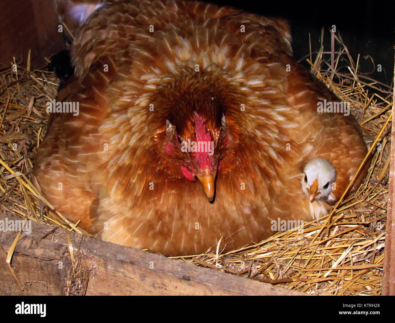 hen and chickens Stock Photo - Alamy