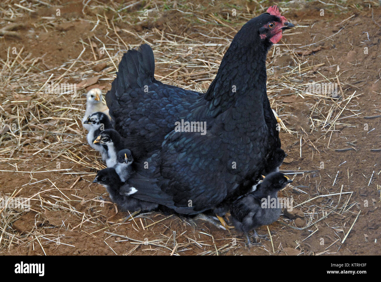 hen and chickens Stock Photo - Alamy