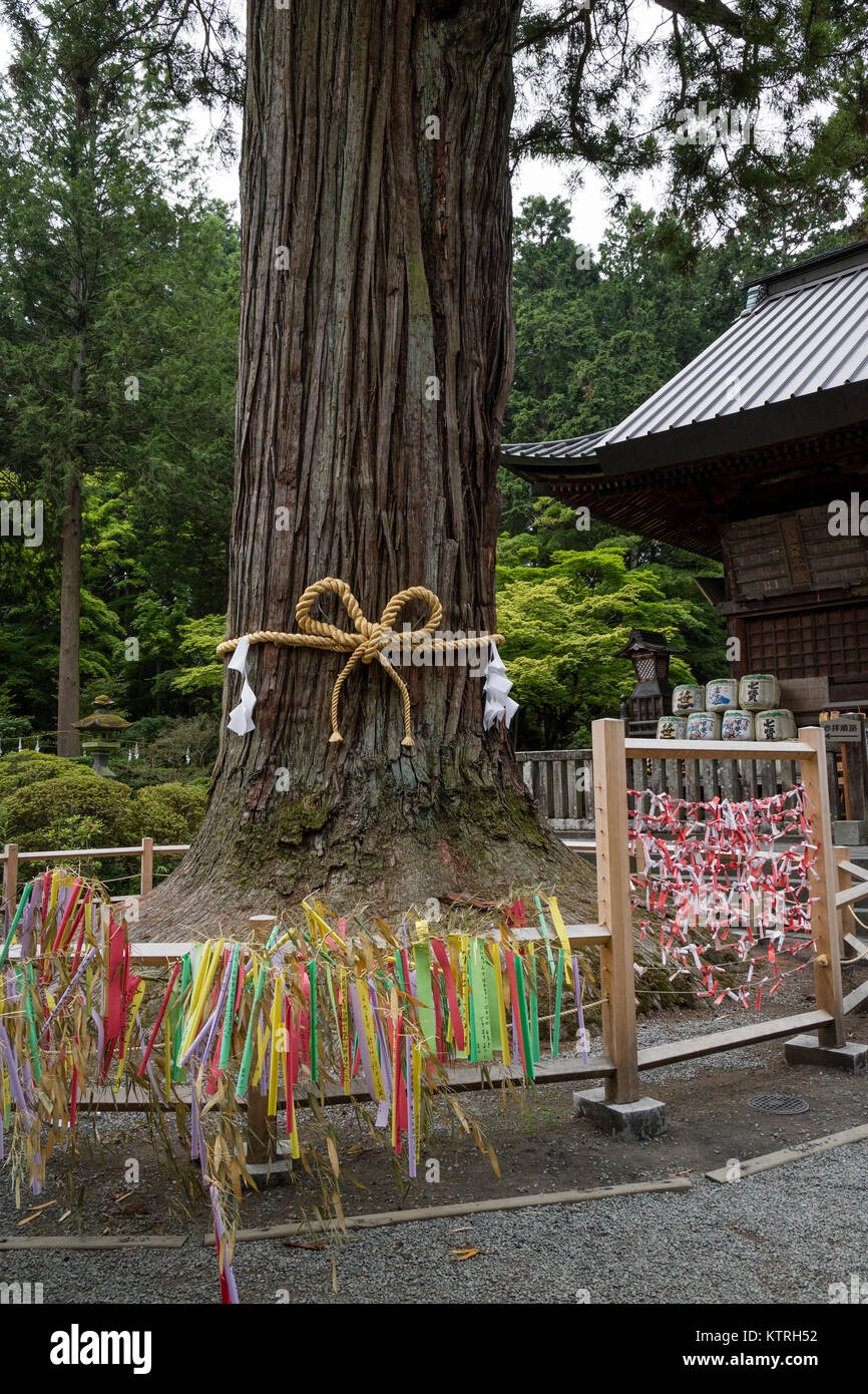 Fujiyoshida city, Japan - June 13, 2017: The sacred tree, goshinboku ...