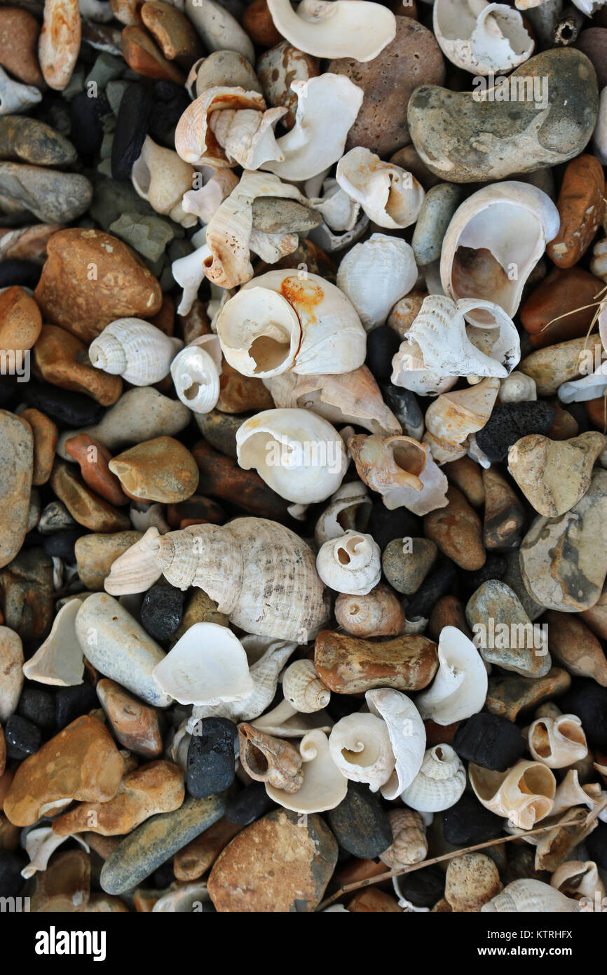 Broken and eroded shells, mostly whelks (Buccinum undatum) and slipper ...