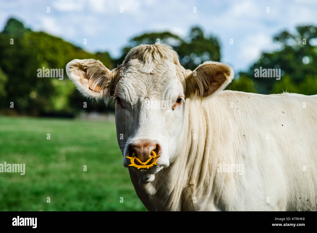 Cows head hi-res stock photography and images - Alamy