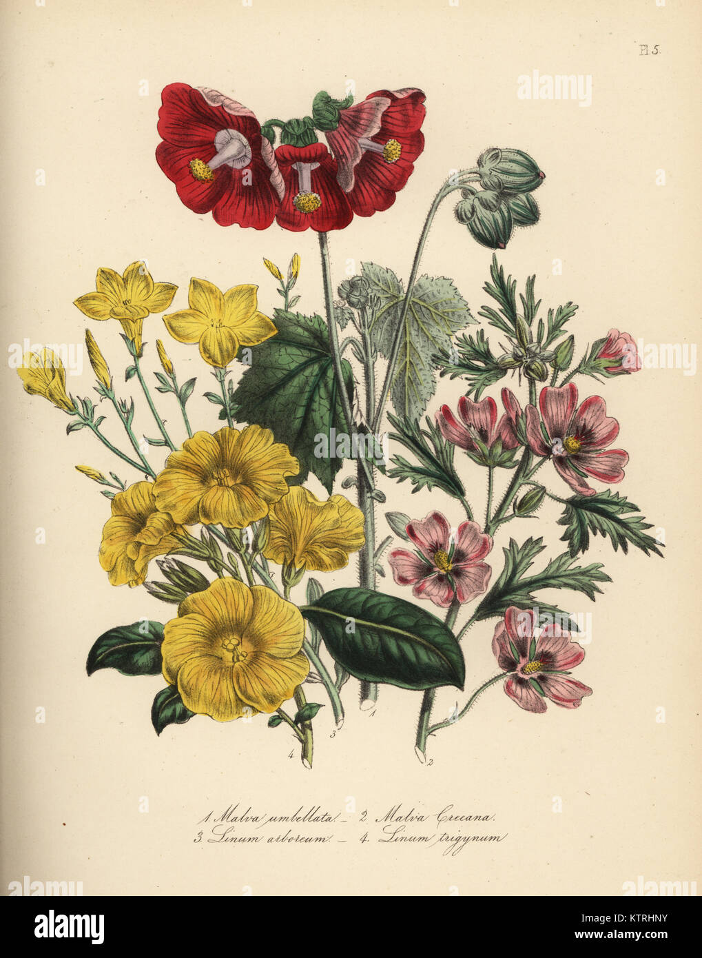 Umbellate globe-mallow, Malva umbellata, showy red-flowered mallow ...