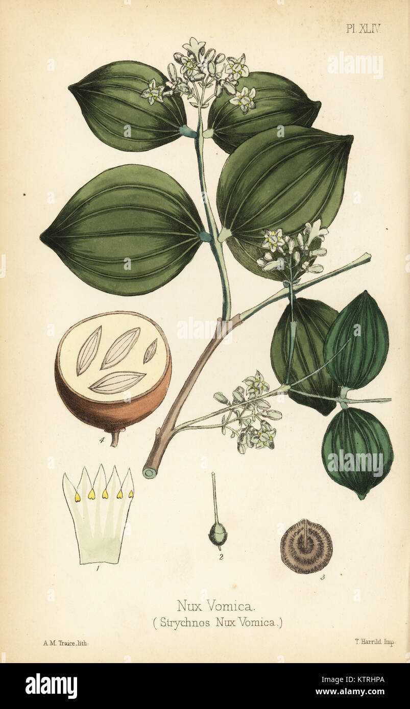 Strychnine tree or poison nut, Strychnos nux-vomica. Handcoloured ...