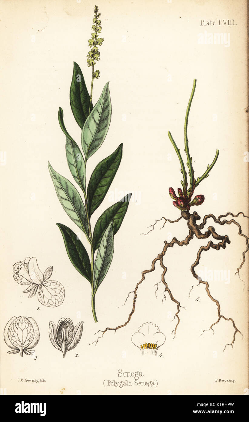 Seneca snakeroot, senega snakeroot, rattlesnake root or mountain flax ...