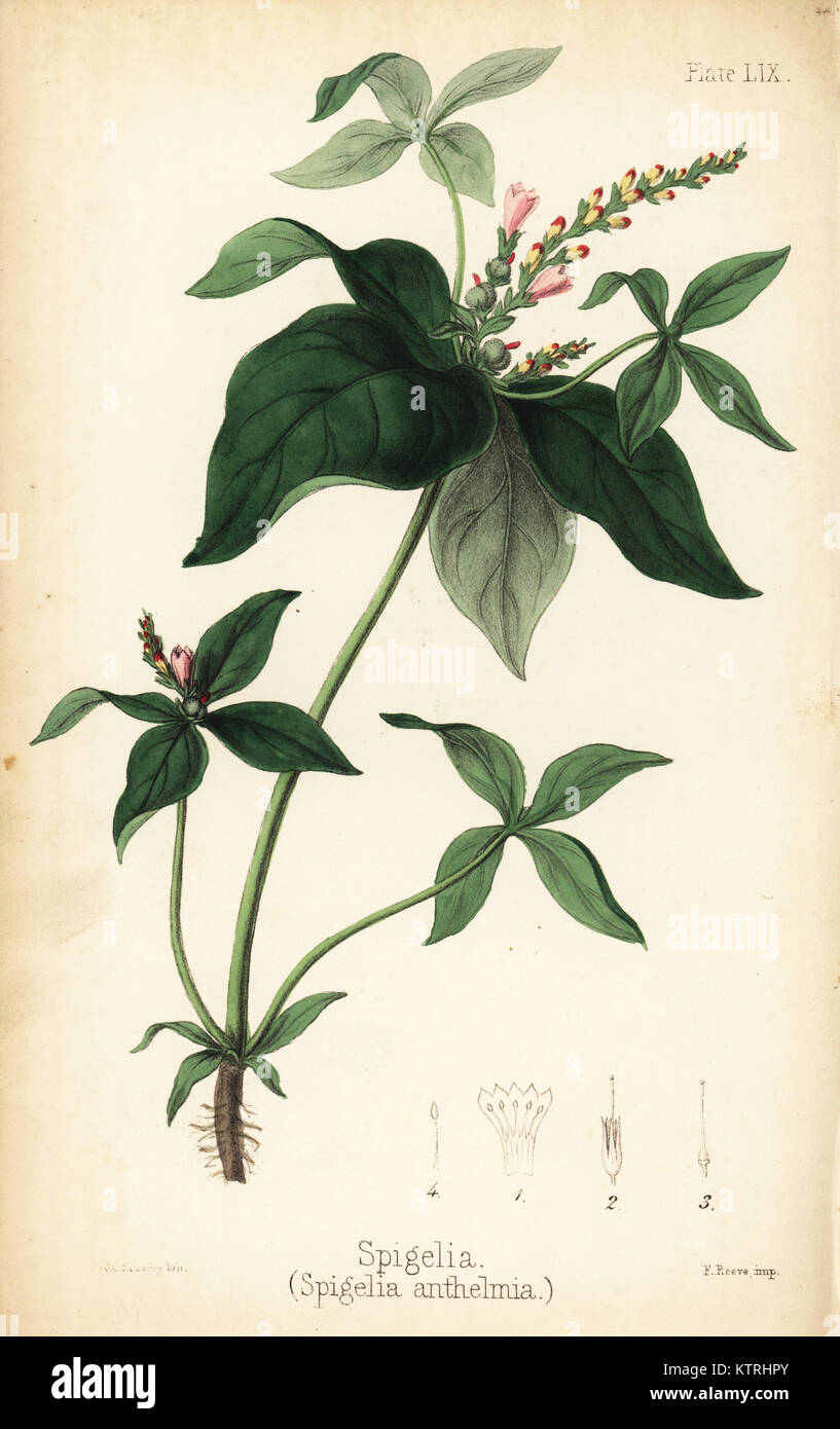 Spigelia or pinkroot, Spigelia anthelmia. Handcoloured lithograph by ...