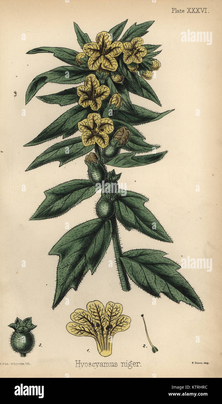 Botanical illustration of henbane hi-res stock photography and images ...