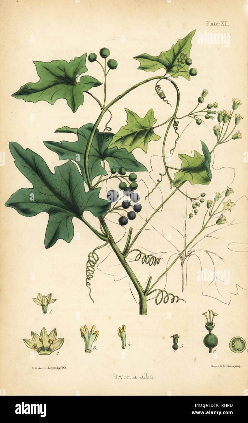 Bryony bryonia alba hi-res stock photography and images - Alamy