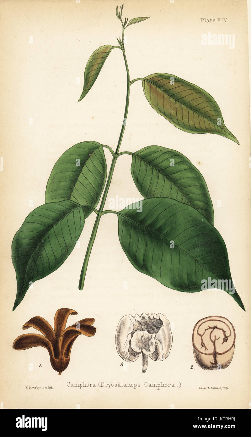 Camphora or camphor tree, Dryobalanops aromatica (Dryobalanops camphora ...