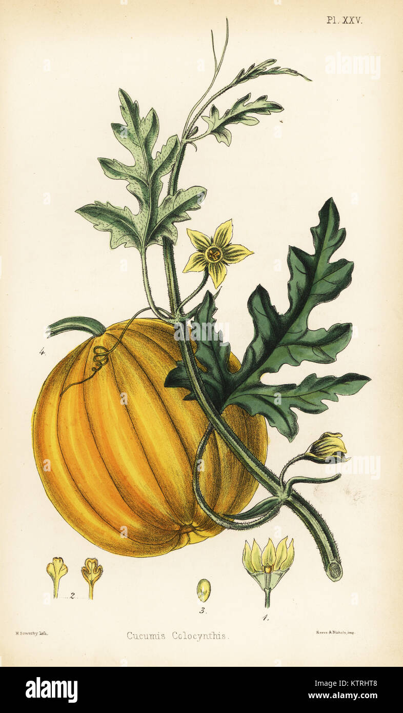 Bitter cucumber or colocynth, Citrullus colocynthis (Cucumis ...