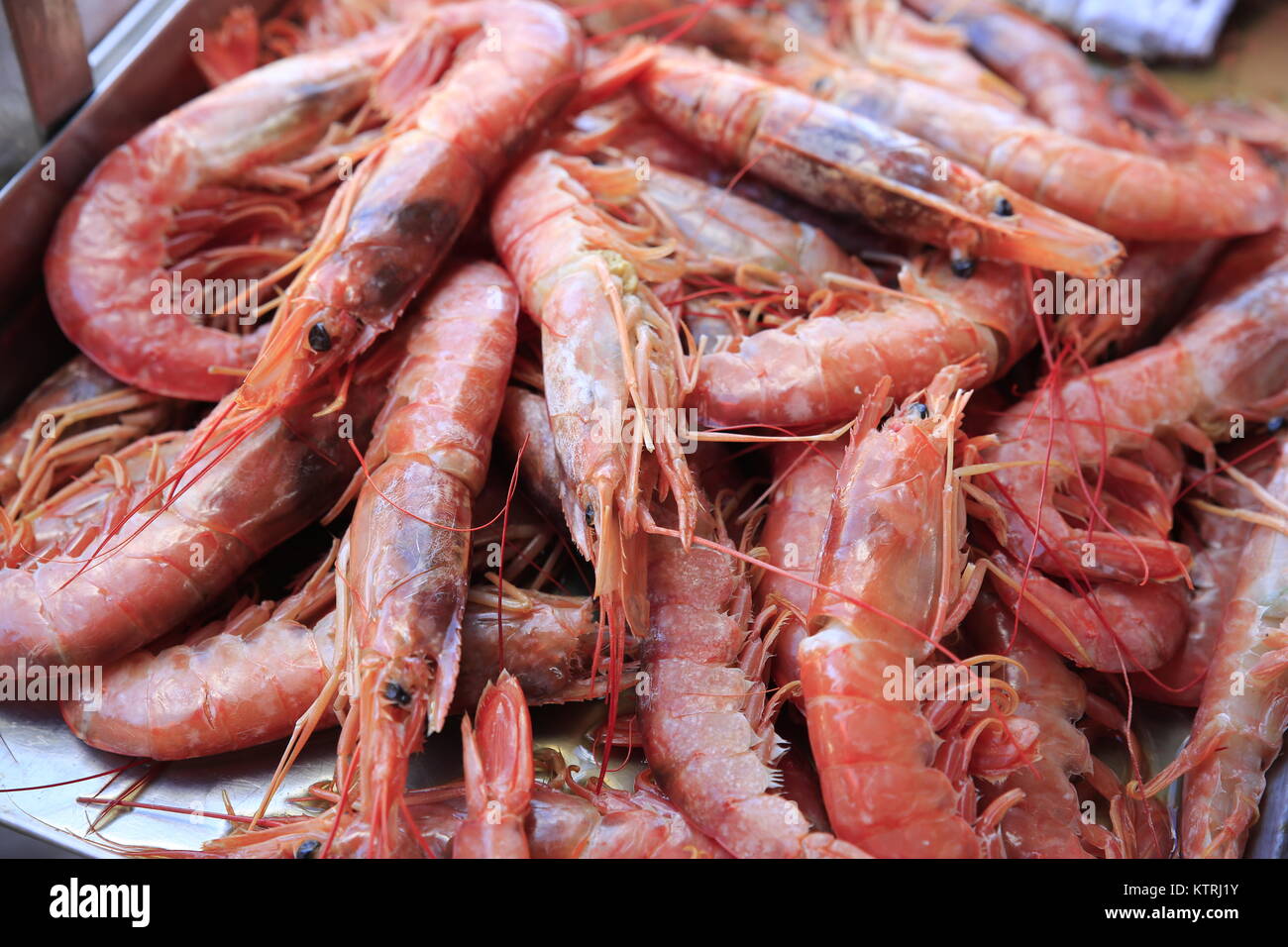 Scampi fishing hi-res stock photography and images - Alamy