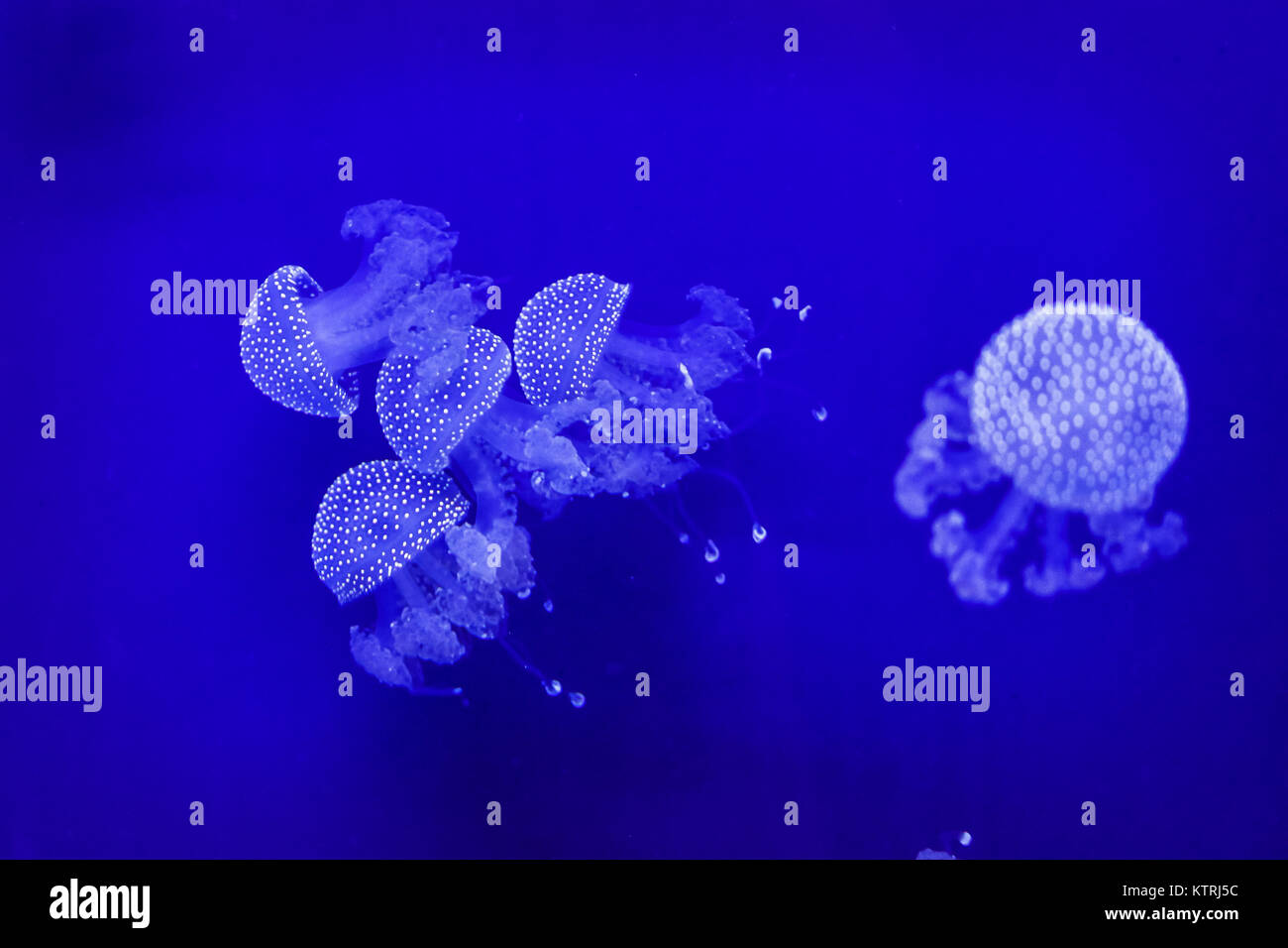 Ocean habitat and jellyfish hi-res stock photography and images - Alamy