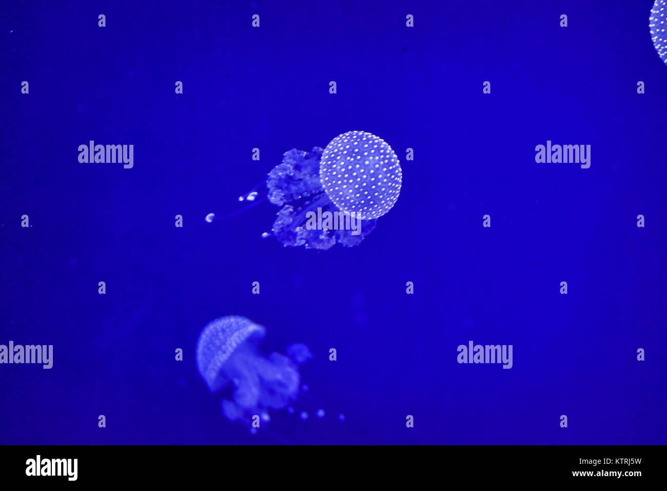 Ecosphere (aquarium) hi-res stock photography and images - Alamy