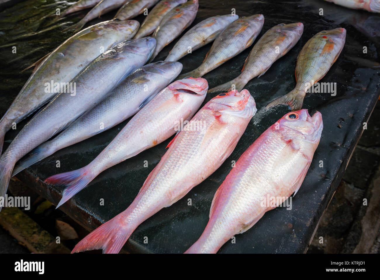 Mauritius tropical fish hi-res stock photography and images - Alamy