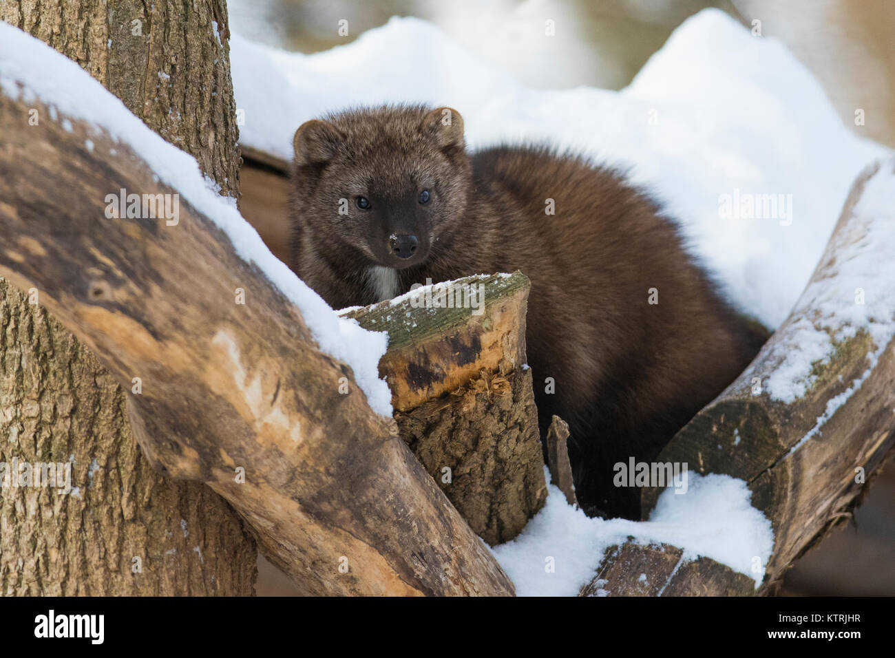 The fisher (Pekania pennanti) in winter Stock Photo - Alamy